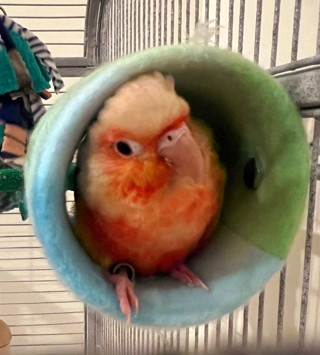 The Best Original SAFEST Largest Bird Cozy 4X8 Solid PVC Body W ...