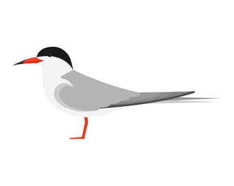 Common Tern | Etsy