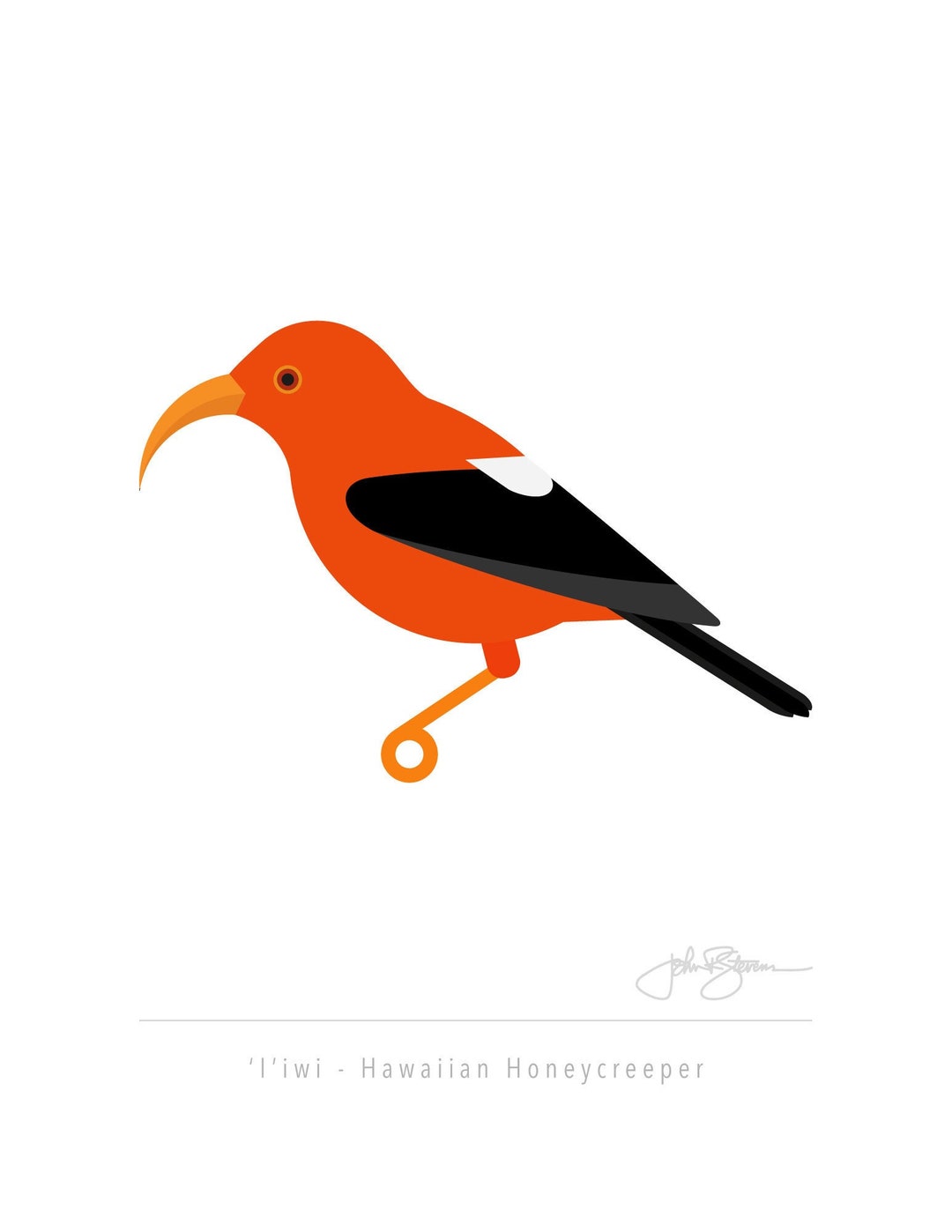 I'iwi Hawaiian Honeycreeper - Fine Art Print - Etsy