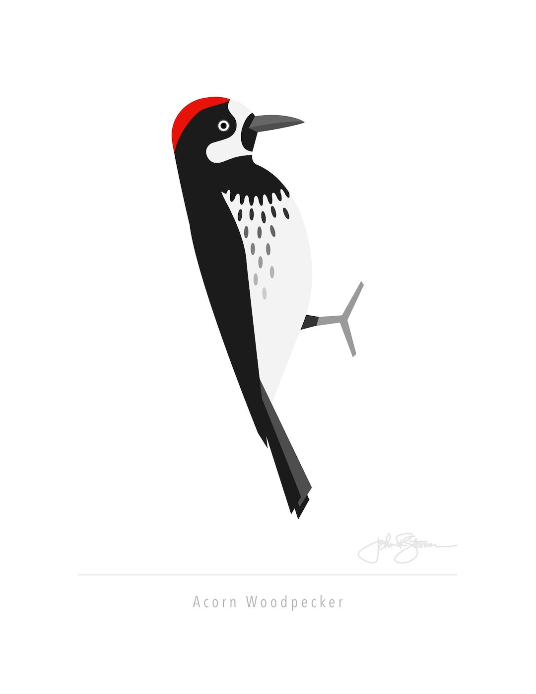 Acorn Woodpecker - Fine Art Bird Print - Etsy