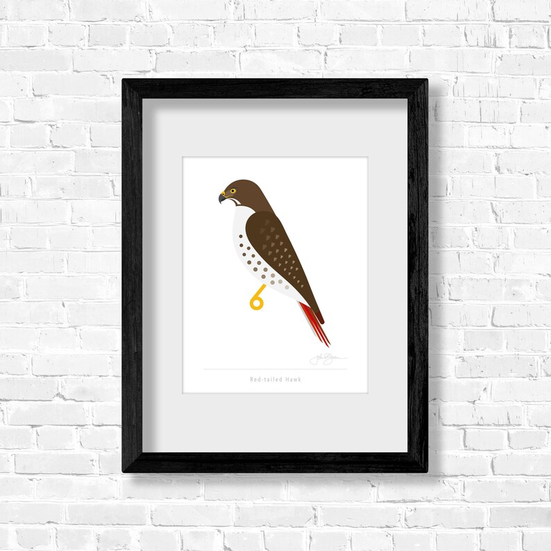 Red-tailed Hawk - Fine Art Bird Print - Etsy