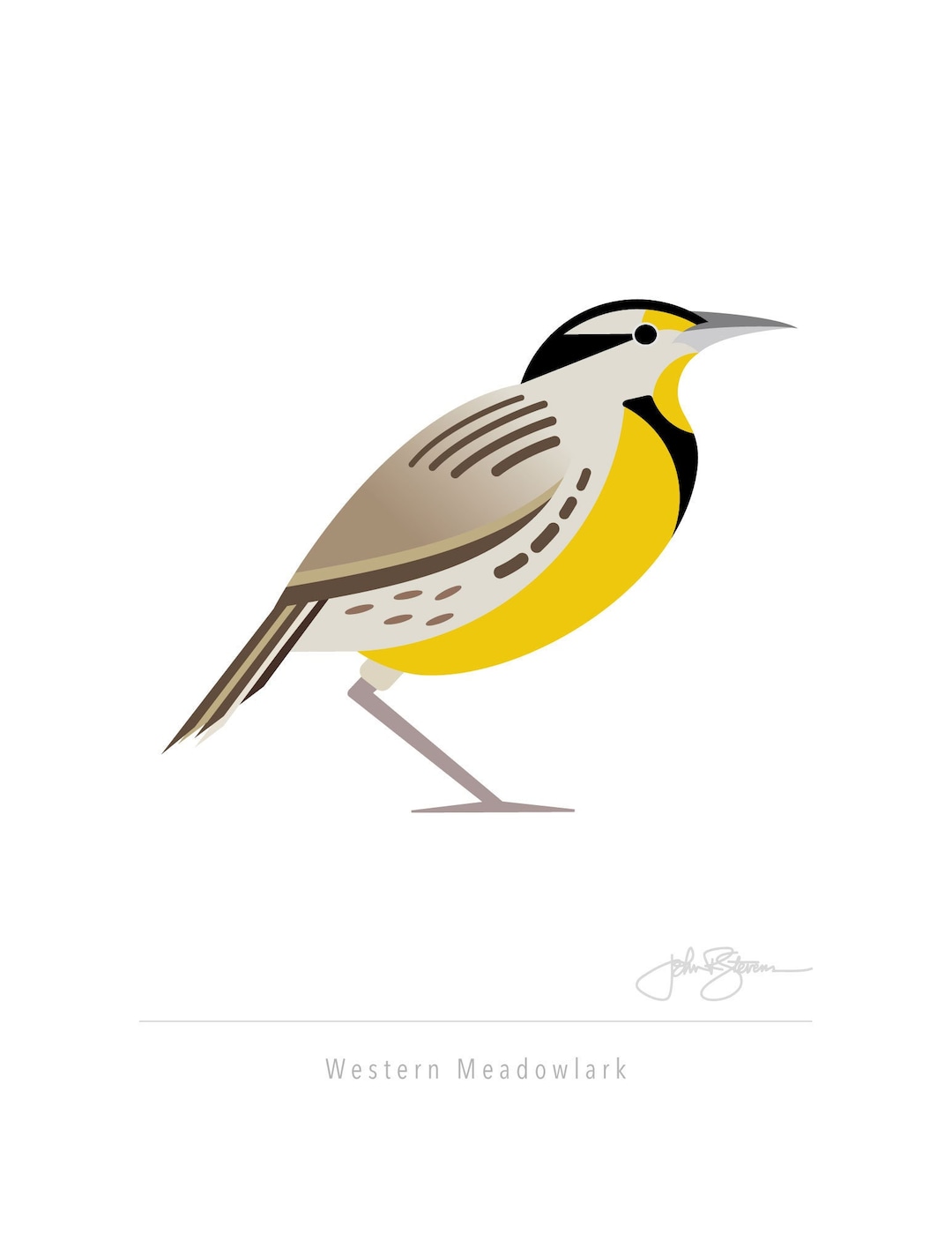 Western Meadowlark - Fine Art Bird Print - Etsy