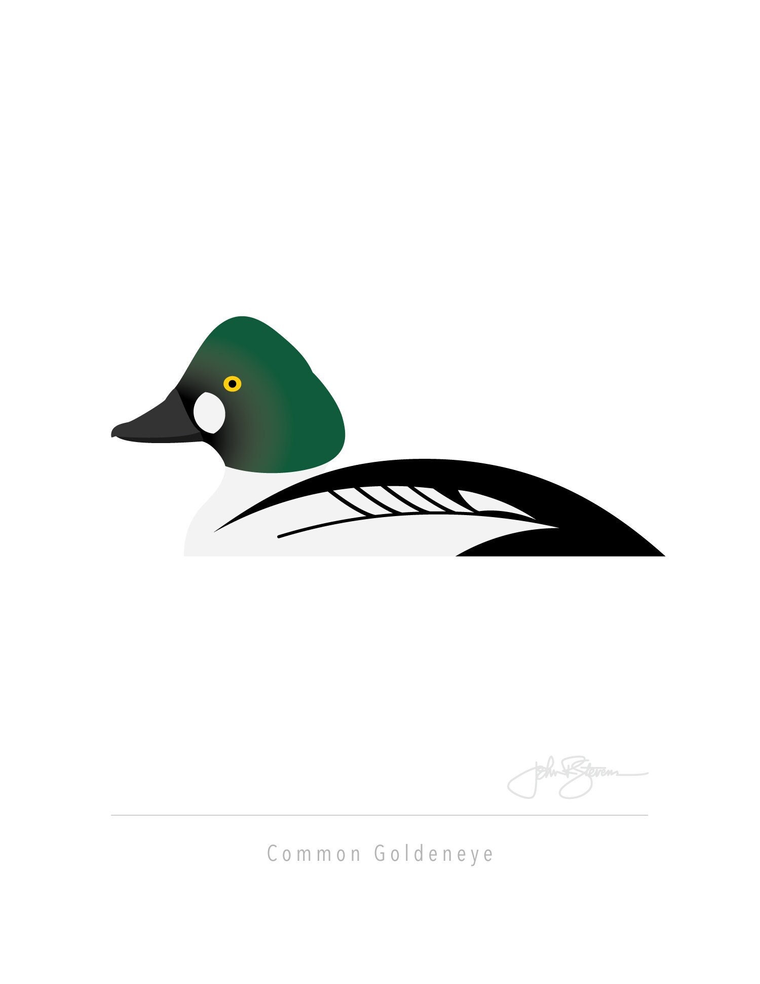 Common Goldeneye - Fine Art Bird Print - Etsy