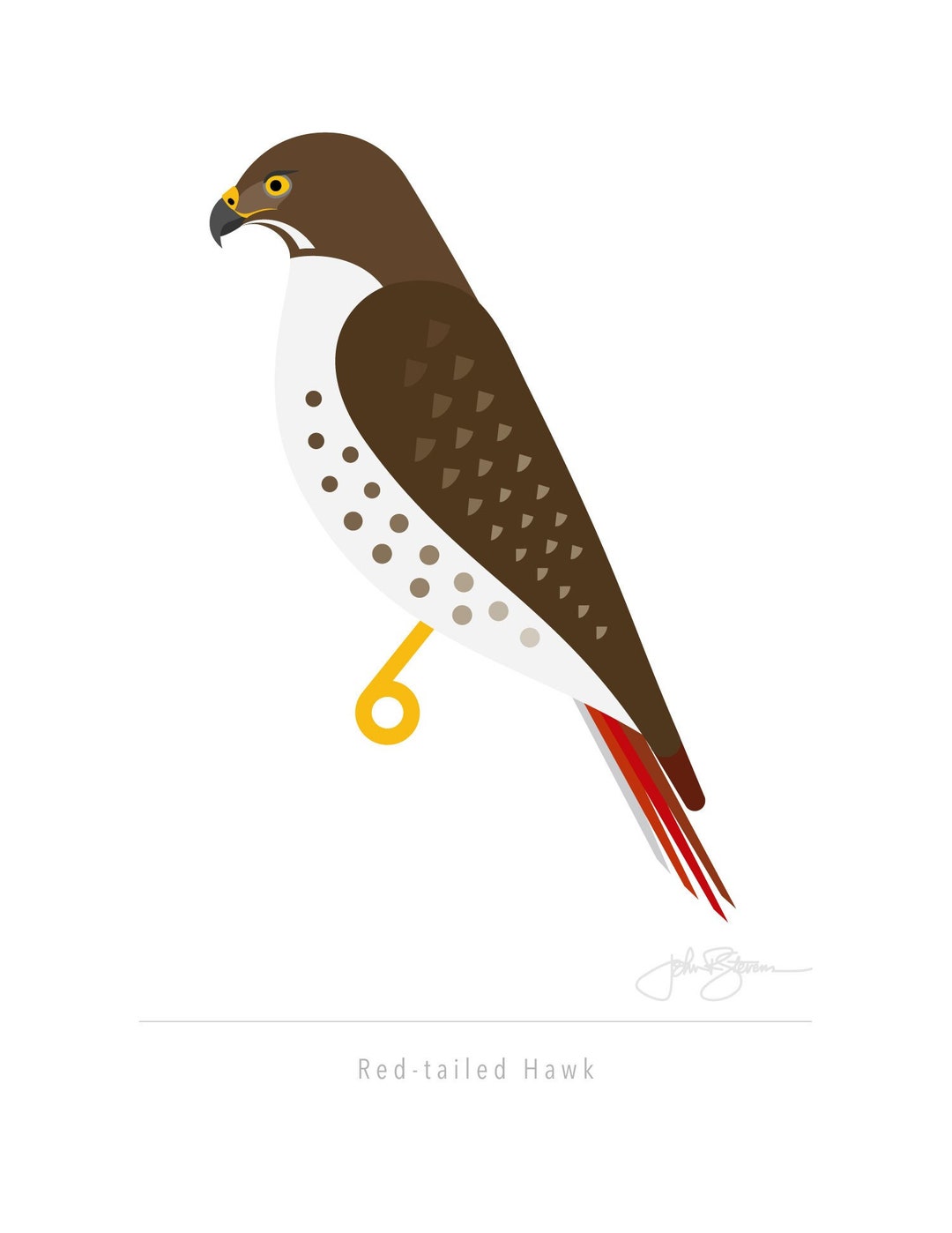 Red-tailed Hawk - Fine Art Bird Print - Etsy