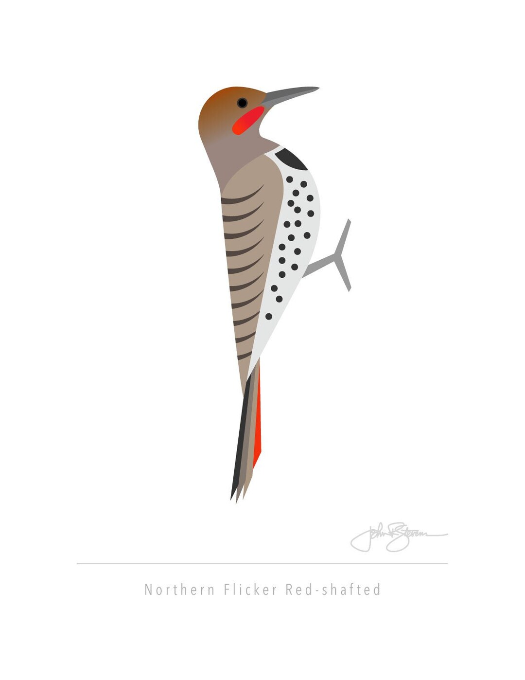 Northern Flicker Red-shafted - Fine Art Print - Etsy