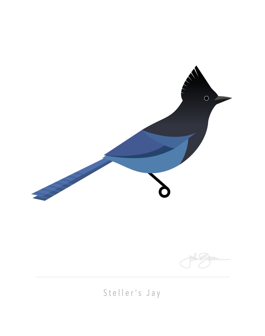 Steller's Jay - Fine Art Print - Etsy