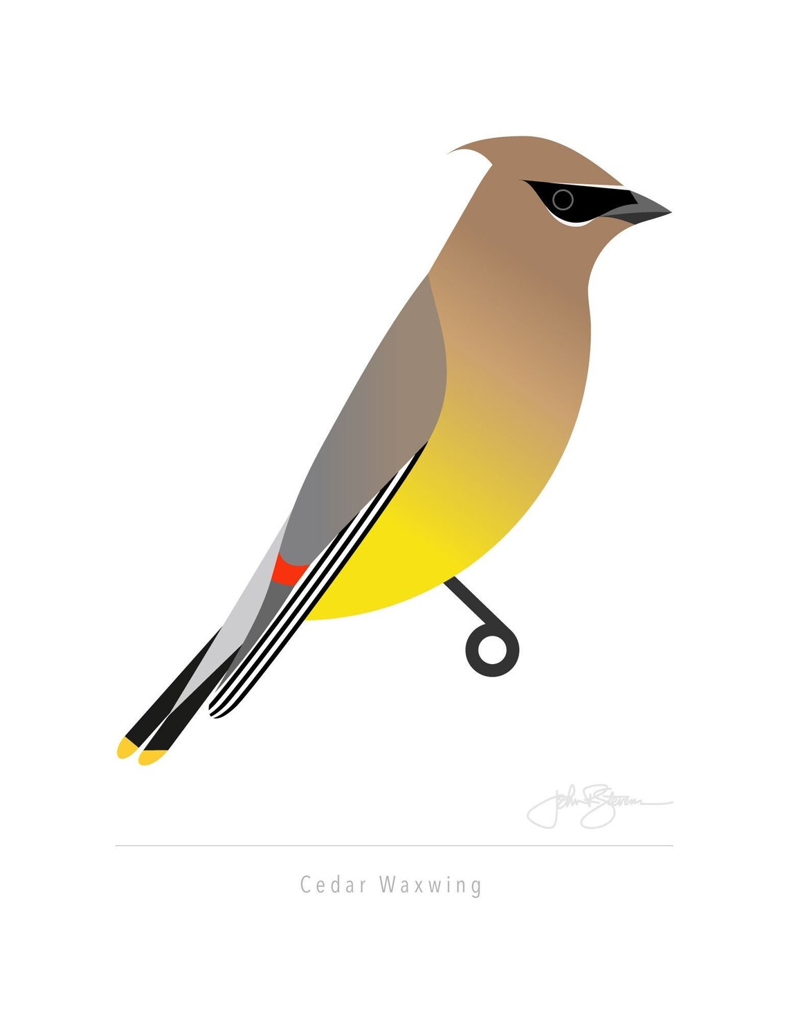 Cedar Waxwing - Fine Art Bird Print - Etsy