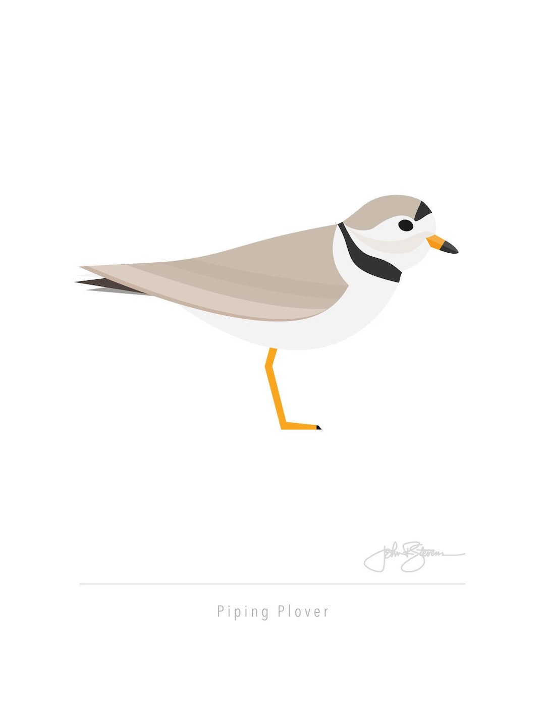 Piping Plover - Fine Art Print - Etsy