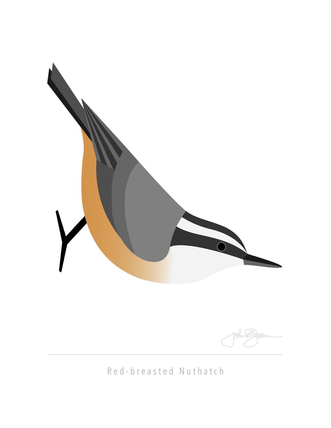 Red-breasted Nuthatch - Fine Art Bird Print - Etsy