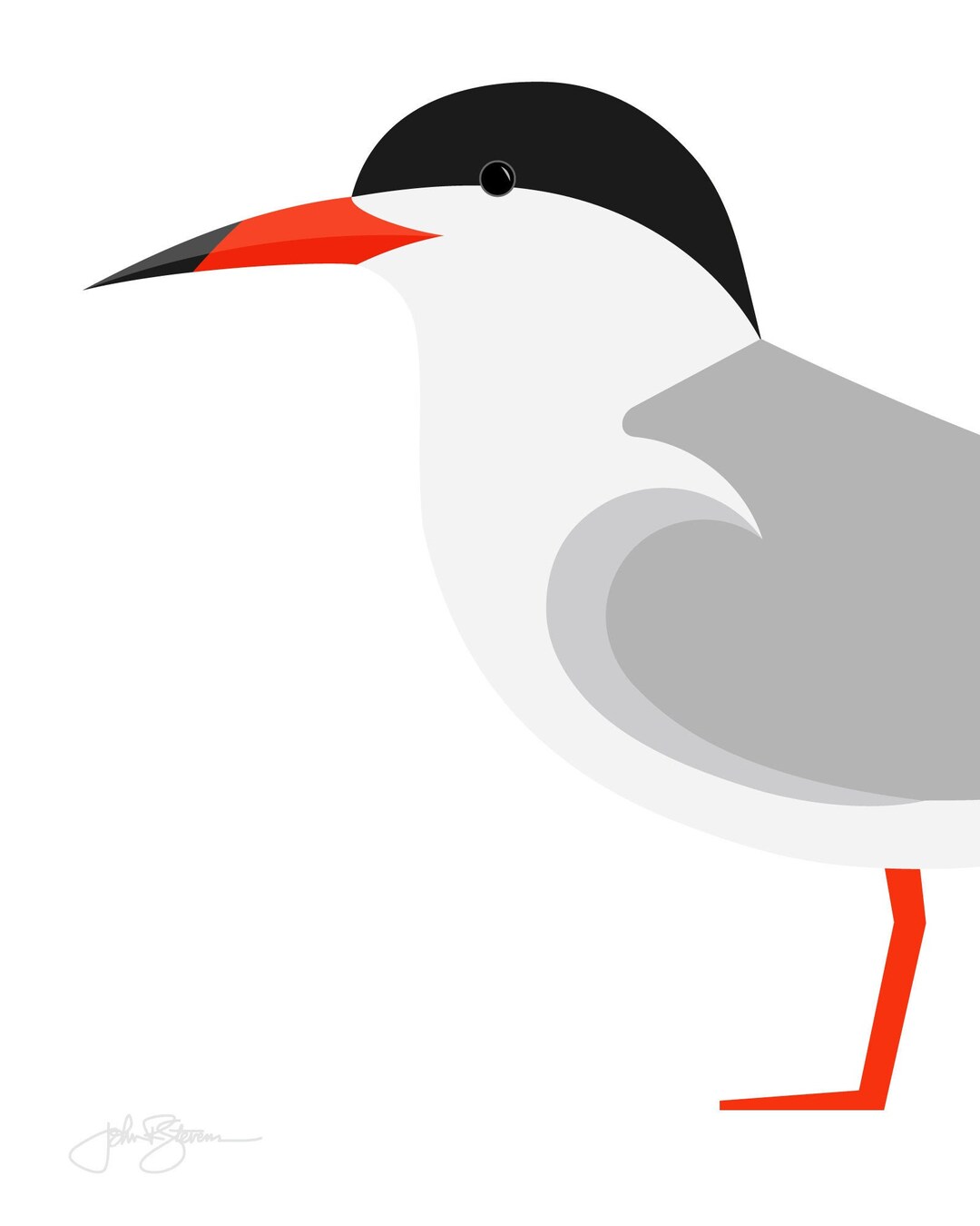 Common Tern - Vivid Series - Fine Art Print - Etsy