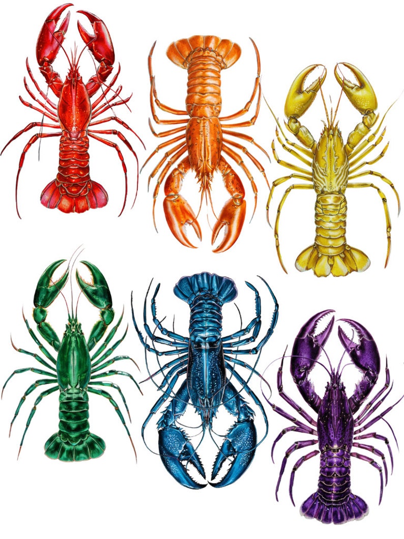 Colorful Lobster Clipart Set High-quality PNG Digital Download Every ...