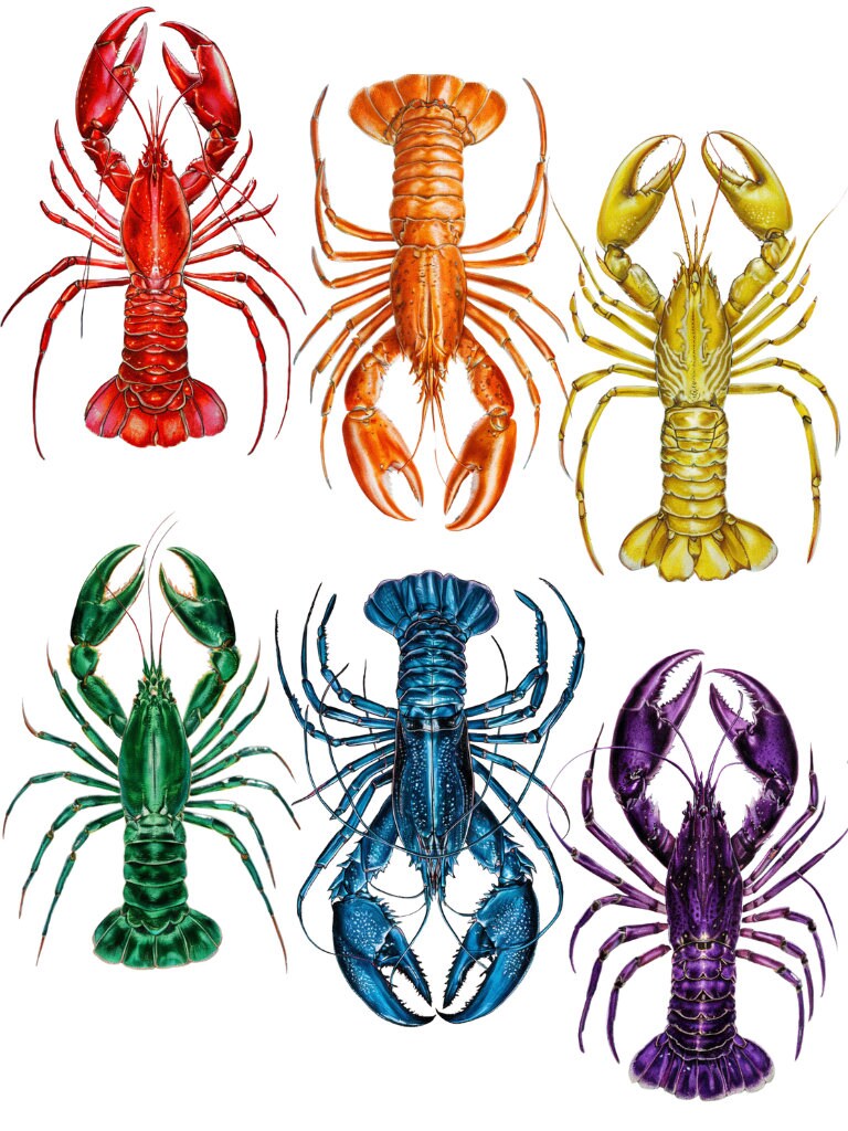 Colorful Lobster Clipart Set High-quality PNG Digital Download Every ...