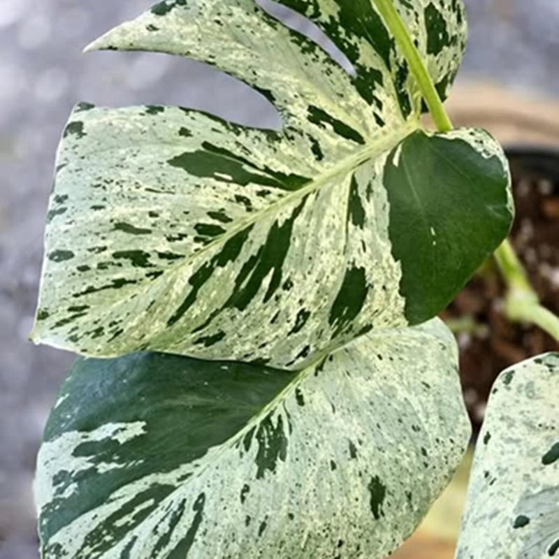 CanvaFlyerHub - Etsy