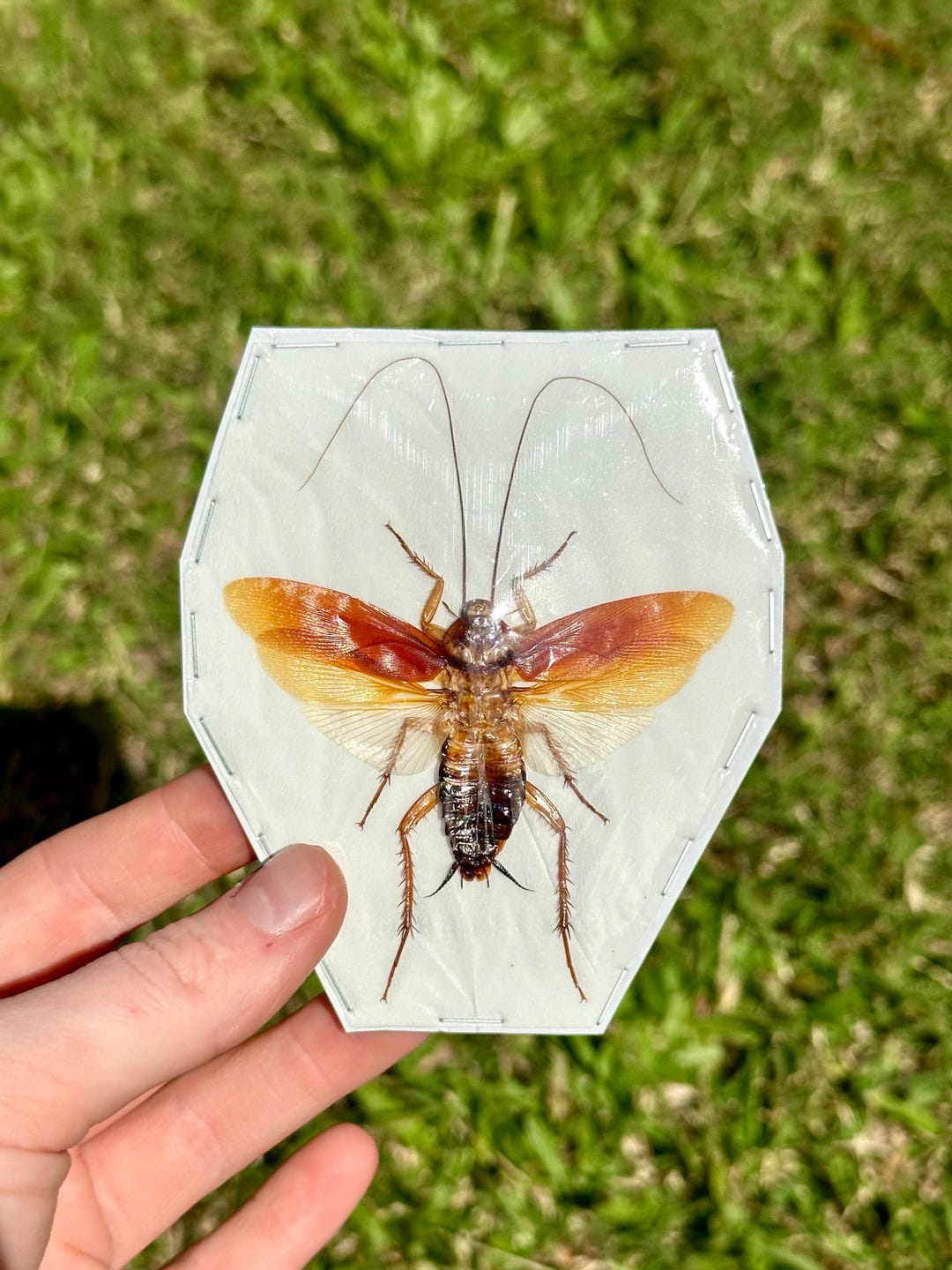 Australian Cockroach (spread) | Periplaneta Australasiae | Preserved ...