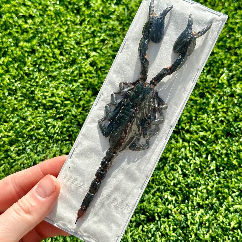 Odditybugclub - Etsy Australia