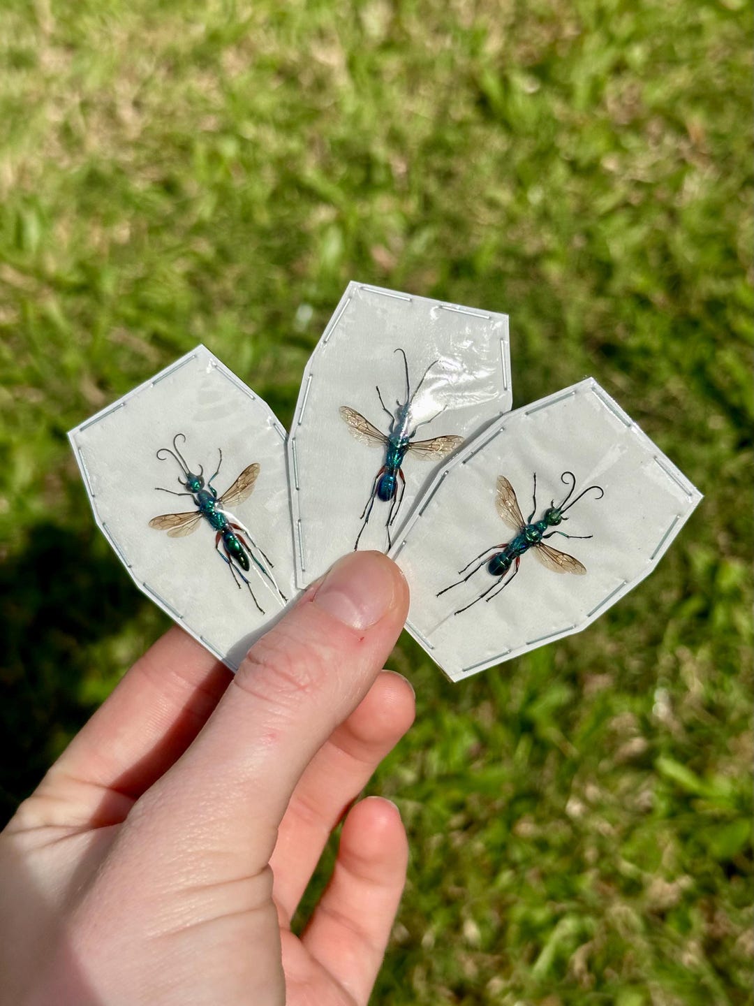 Emerald Cockroach Wasp | Jewel Wasp | Ampulex Erythropus | Preserved ...
