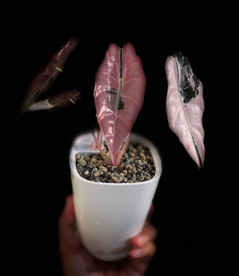 Alocasia Azlanii Pink Mambo Bulbs With Phytosanitary Certificate - Etsy ...