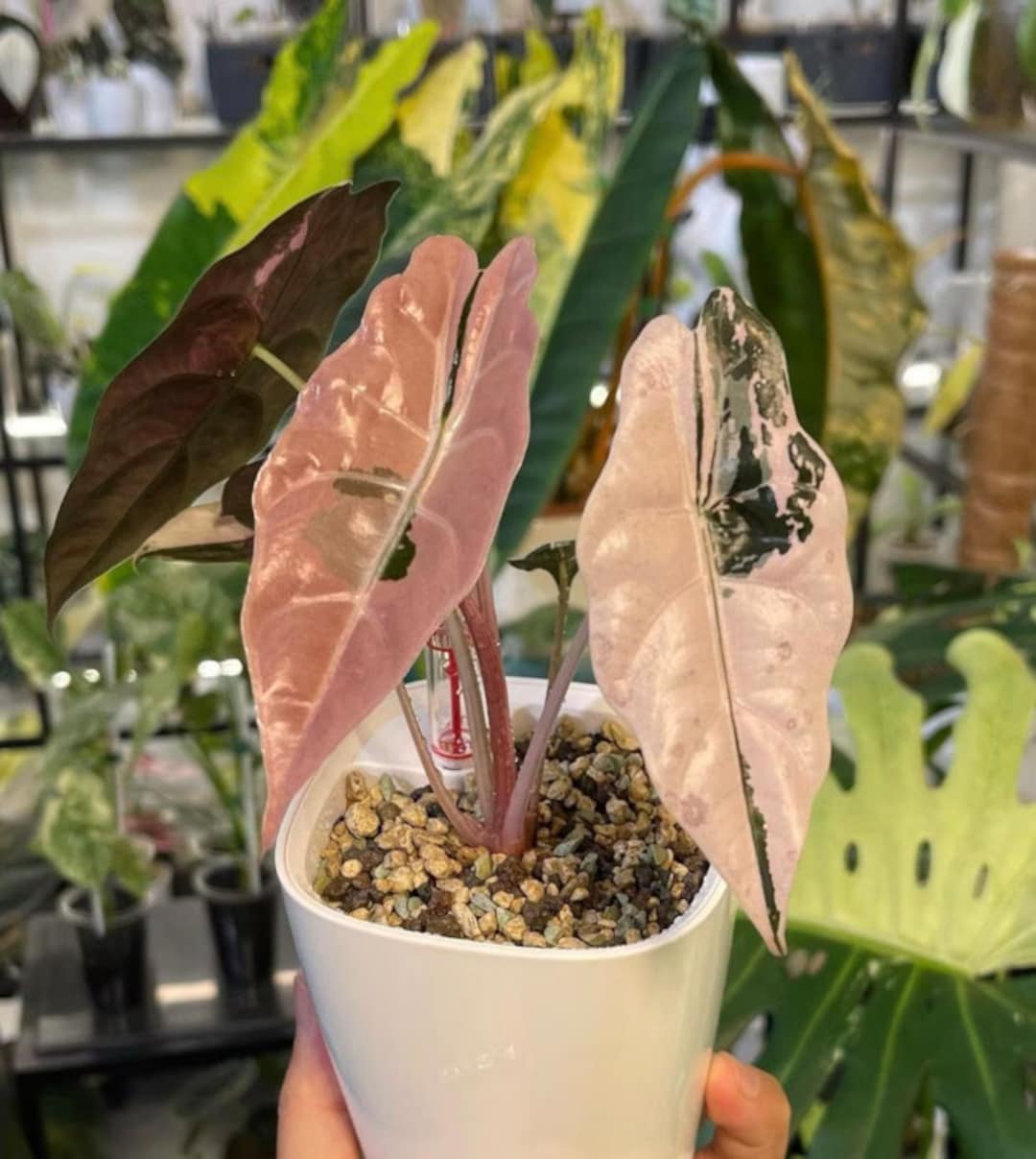 Alocasia Azlanii Pink Mambo Bulbs With Phytosanitary Certificate - Etsy ...