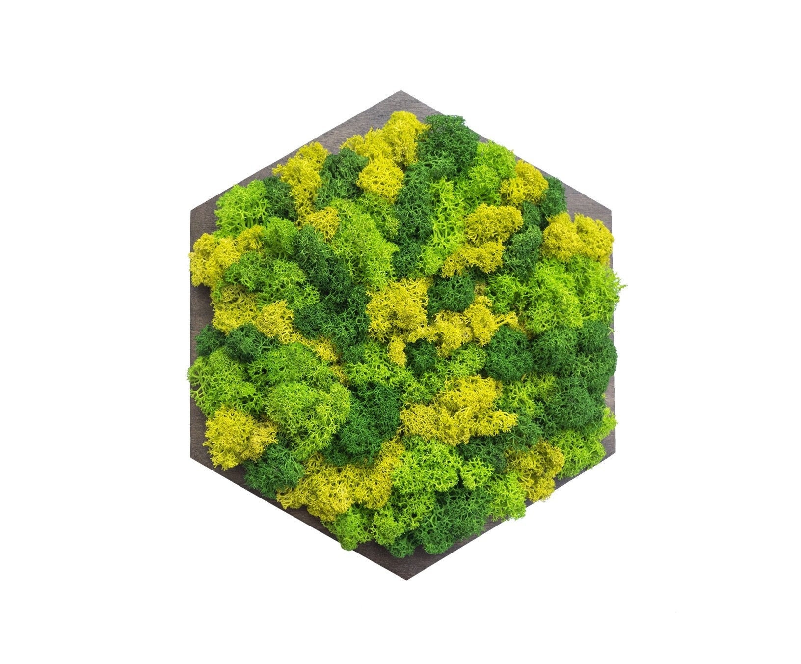 Mixed Moss 1 Panel, Honeycomb Wall Art, Plant Decor, Hexagon Wood Tile ...
