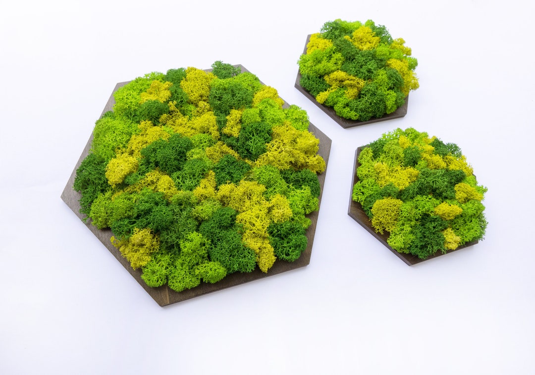 Mixed Moss 1 Panel, Honeycomb Wall Art, Plant Decor, Hexagon Wood Tile ...