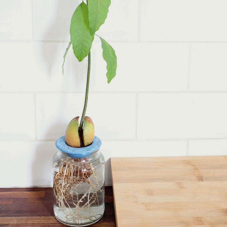 Grow Your Own Avocado With This Avocado Seed Growing Tool a - Etsy
