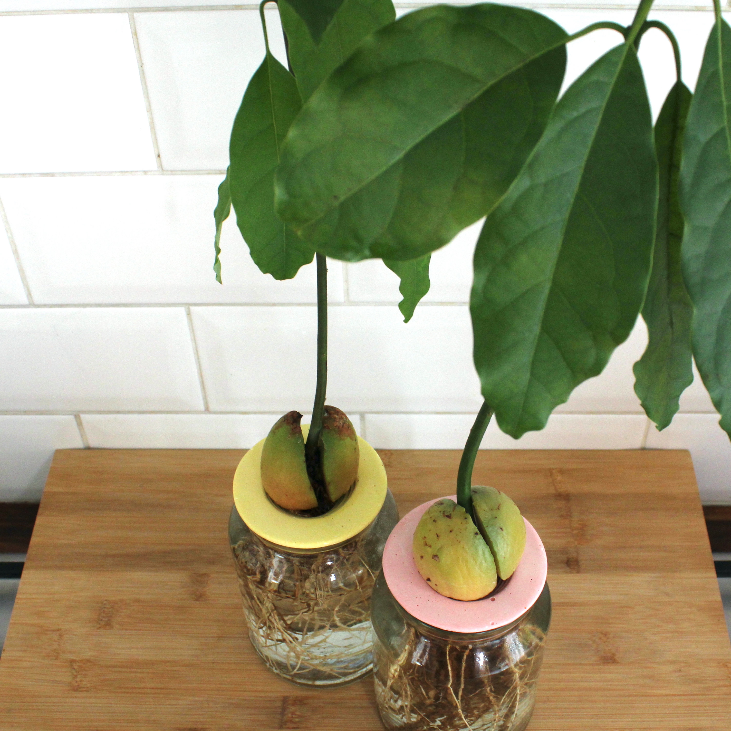 Grow Your Own Avocado Seed With This Propagation Station, Happy Indoor ...