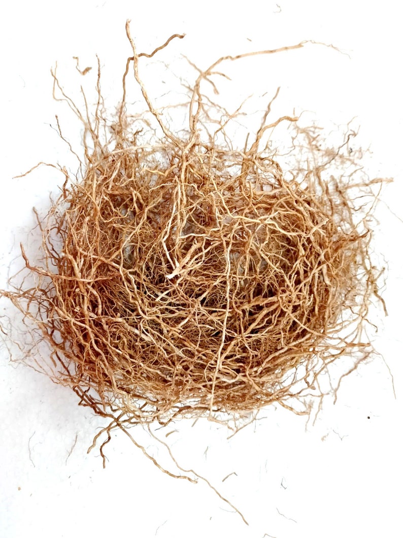 Vetiver Roots Ramacham-dried VETIVER Root CUSCUS KHUS Khus - Etsy