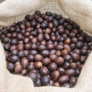 Nutmeg With Shell, Best Quality (grade A) Fresh NUTMEG, Indian Spices ...
