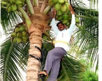 Coconut Tree Climbing Machine Heavy Duty, Areca Palm Tree Climbing ...
