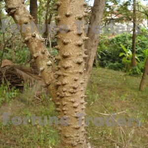 Sappan Wood (pathimukham) Crushed, Pathimugam, Herbal Drink, Kerala ...