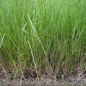 Vetiver roots Ramacham-Dried VETIVER root CUSCUS KHUS Khus | Etsy