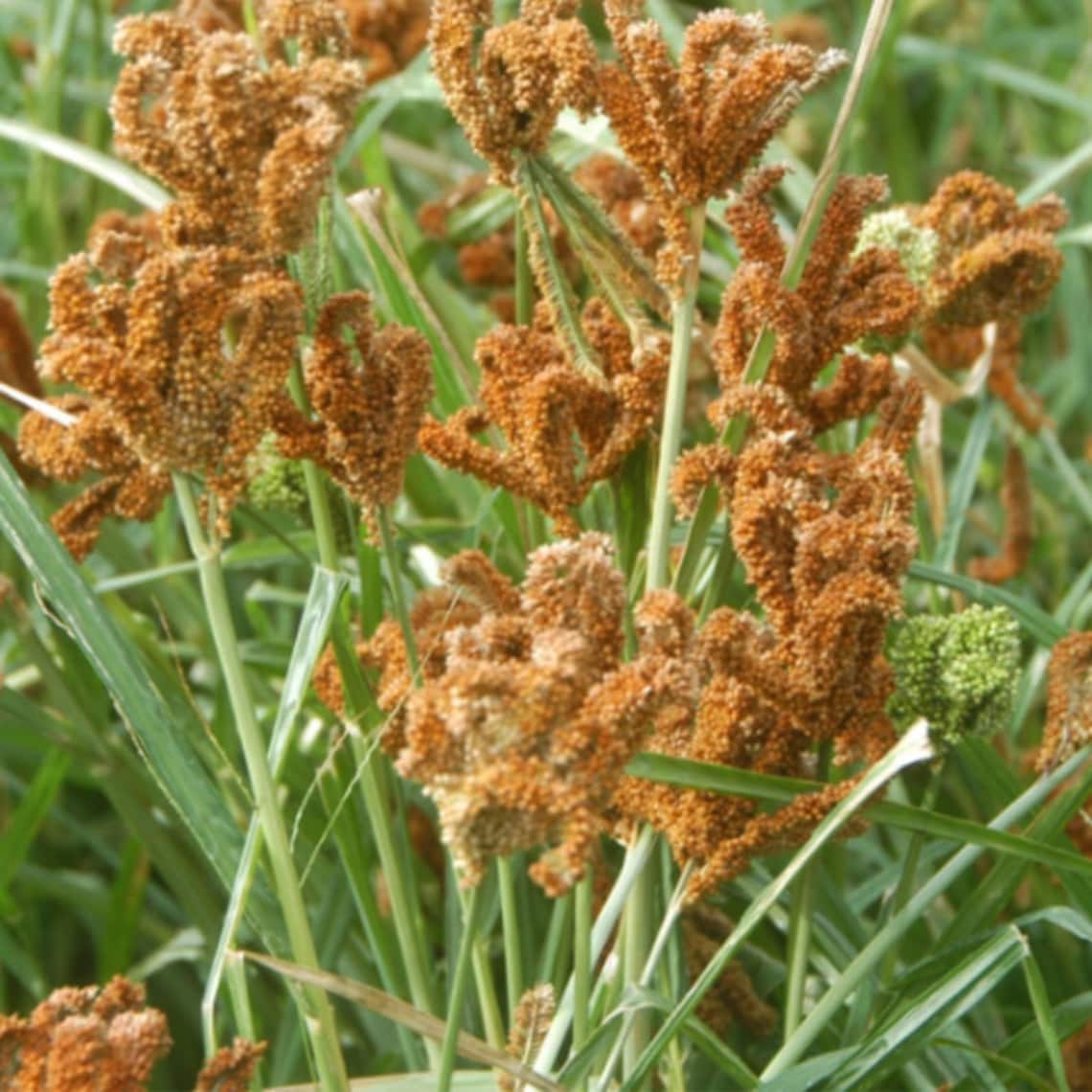 This is the time of kurahan /ragi harvesting ..nutritious 100% | Etsy