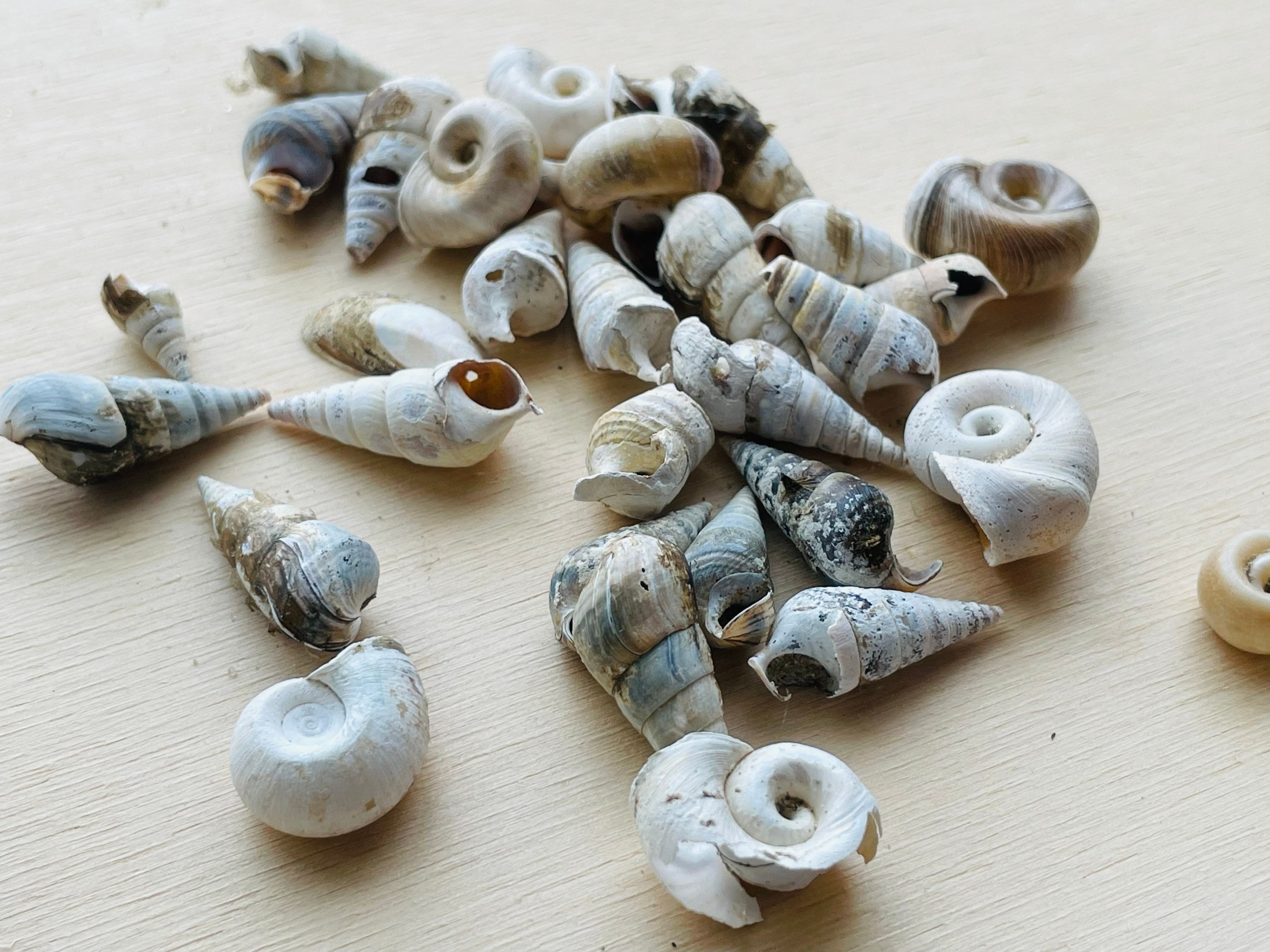 Freshwater Shell Lot | Resin Crafting | Bulk Craft Supplies | Jewelry ...