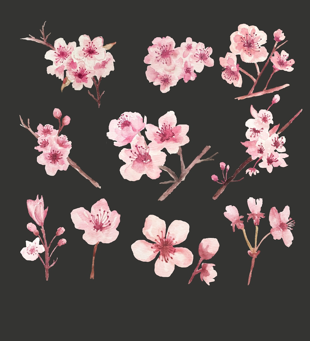 10 Sakura Watercolor Clipart, Sakura PNG, Sakura Blossom, Watercolor ...