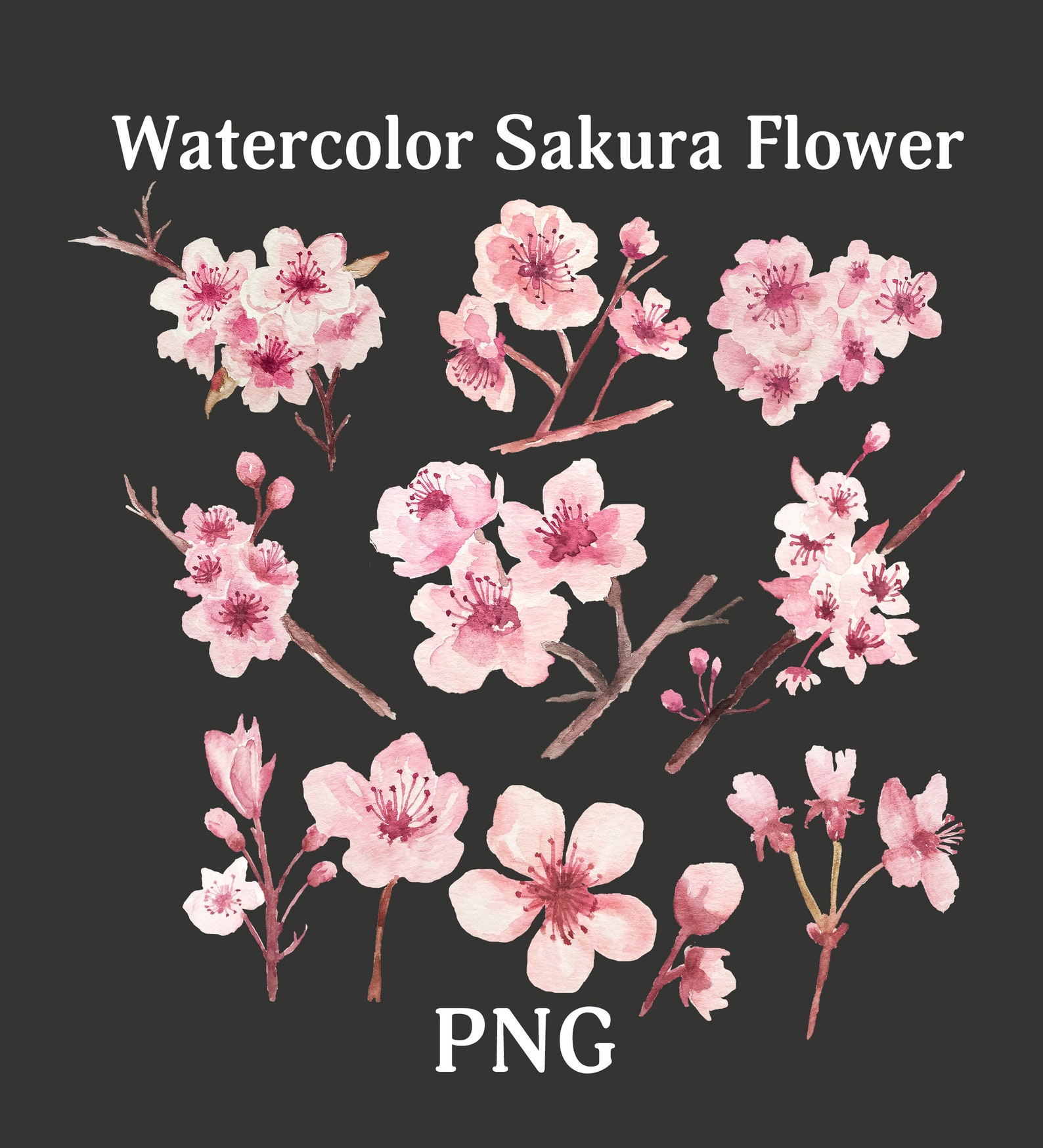 10 Sakura Watercolor Clipart, Sakura PNG, Sakura Blossom, Watercolor ...