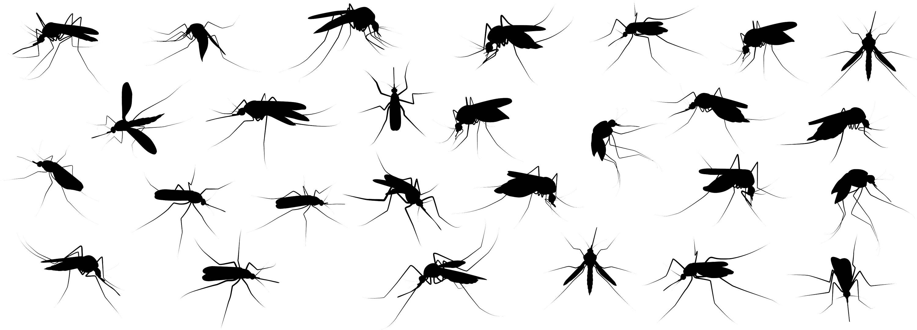 Mosquito Svg Mosquito Clipart Mosquito Svg Mosquito Etsy | My XXX Hot Girl