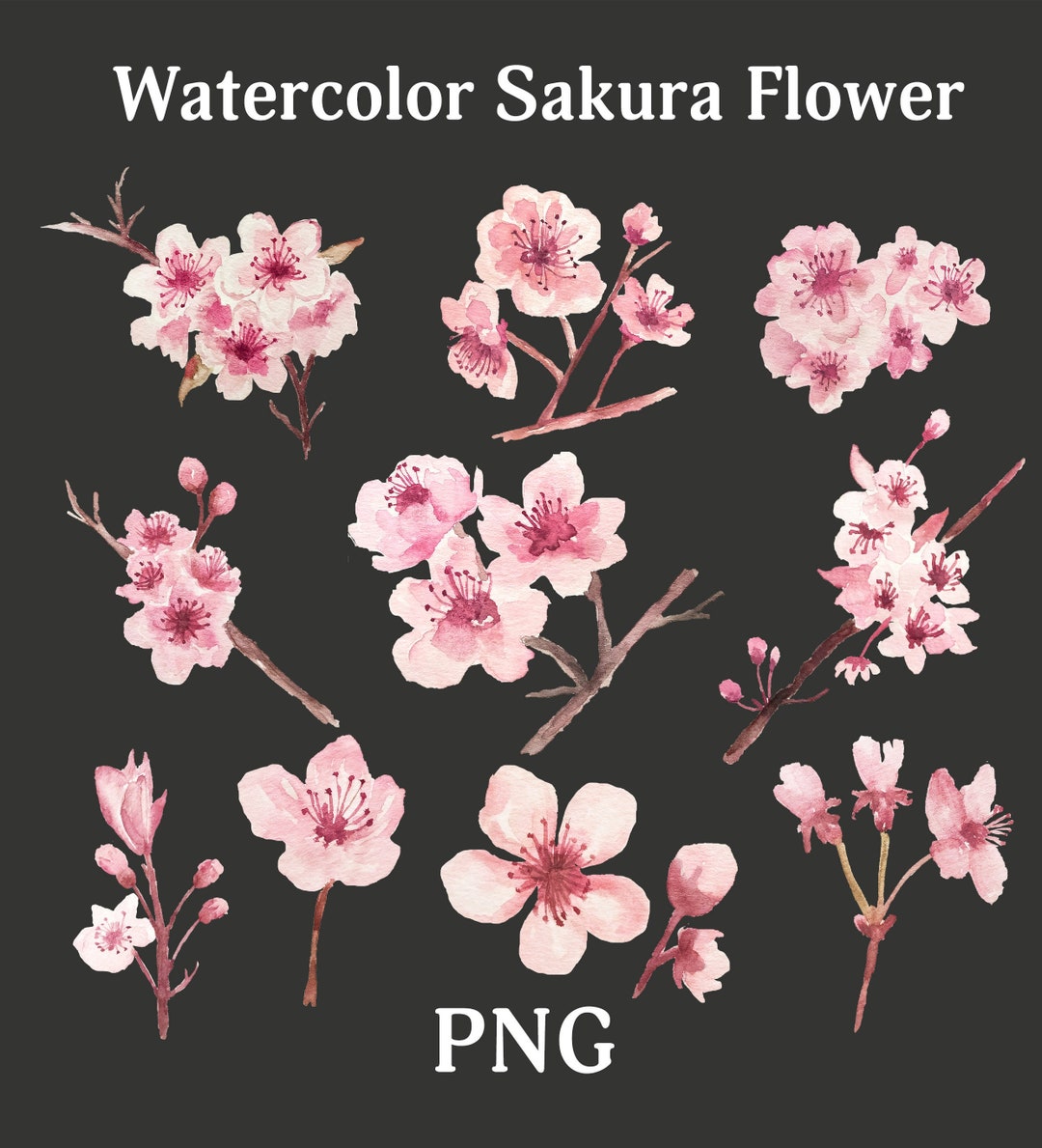 Cherry Blossom Watercolor Clipart, Sakura PNG, Sakura Blossom ...