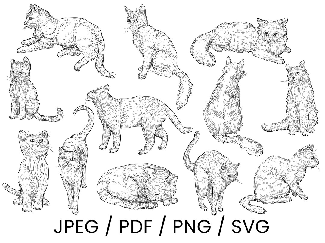 Cat Sketch Drawing Svg Png, Cat Drawings Svg Bundle, Cat Svg, Kitty Svg ...