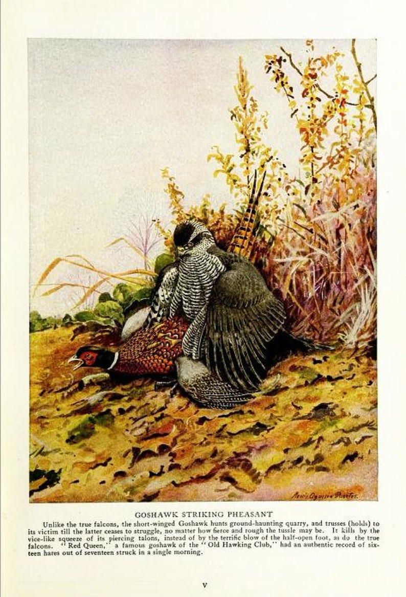 110 Rare Antique Falconry Books on USB - Hawking Coursing Falconer Bird ...
