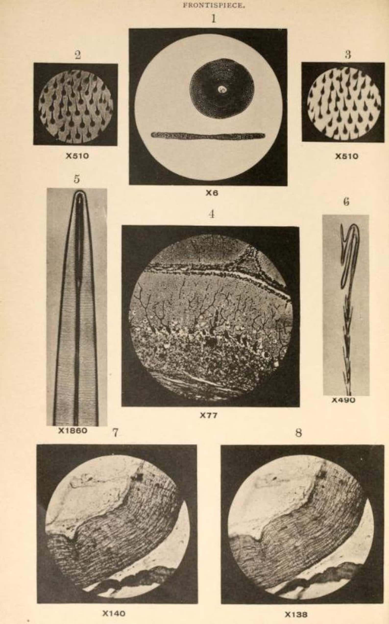164 Old Antique Microscope Books on DVD Microscopes - Etsy