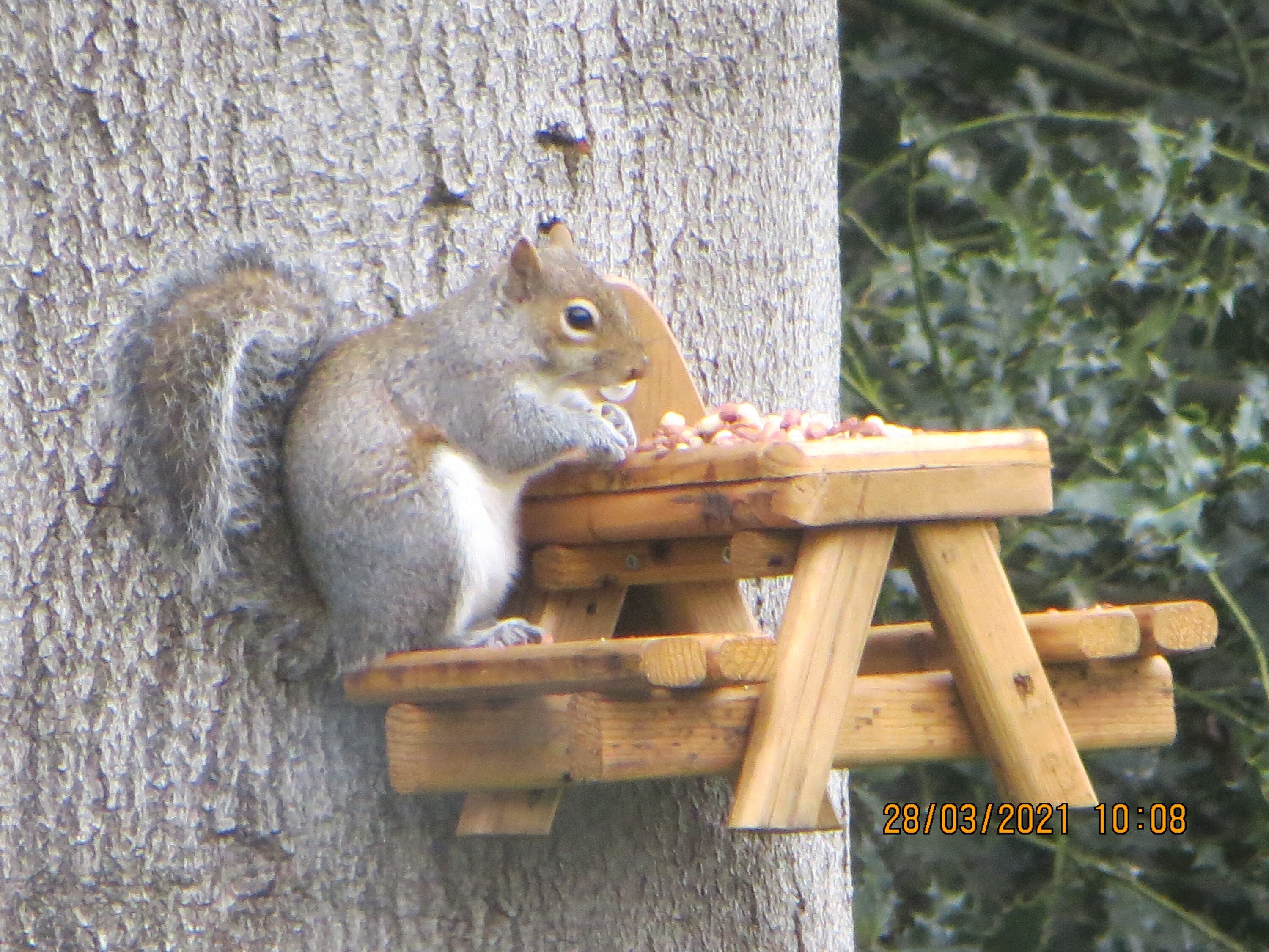 Squirrel Bench squirrel feeder bird feeder wildlife | Etsy
