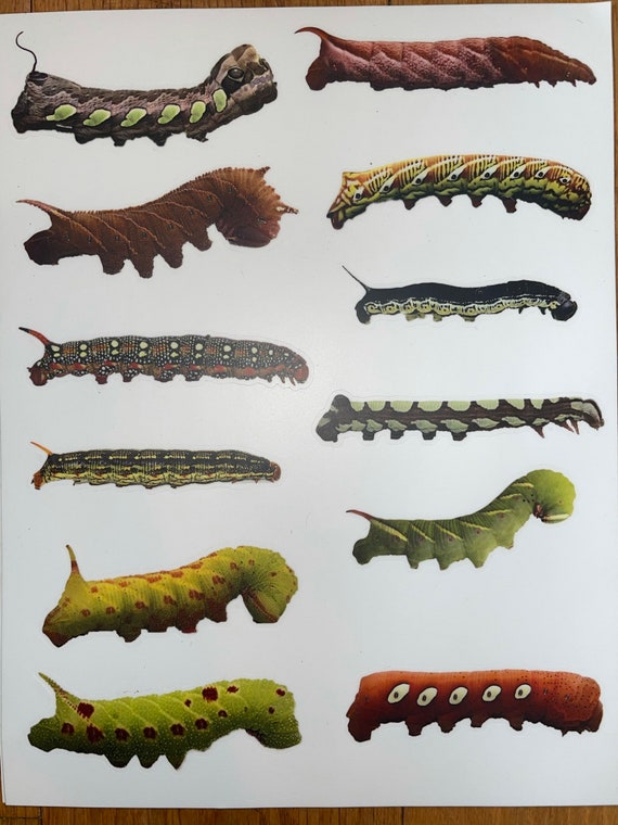 Sphingidae Larvae