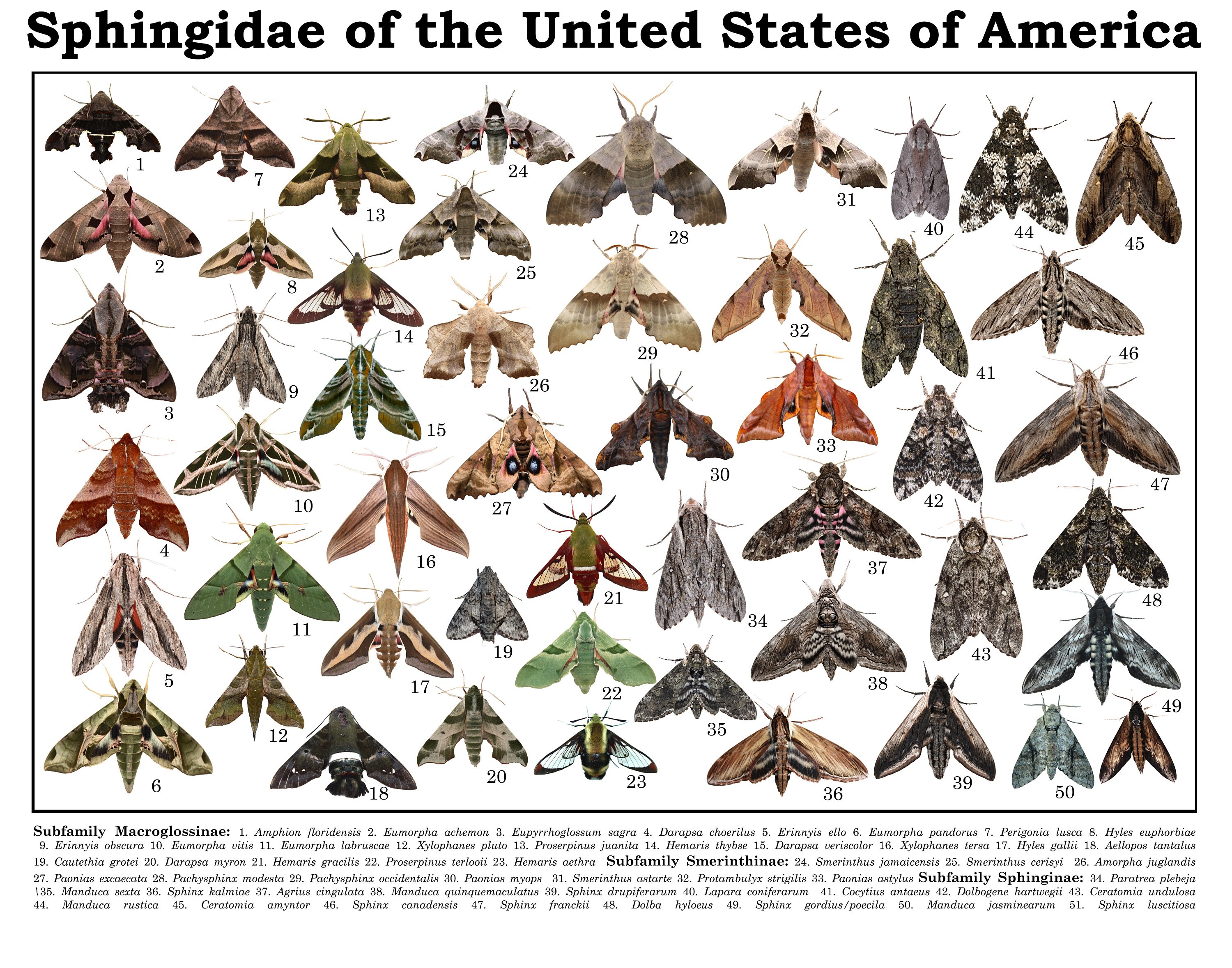 Sphingidae of the United States Poster - Etsy