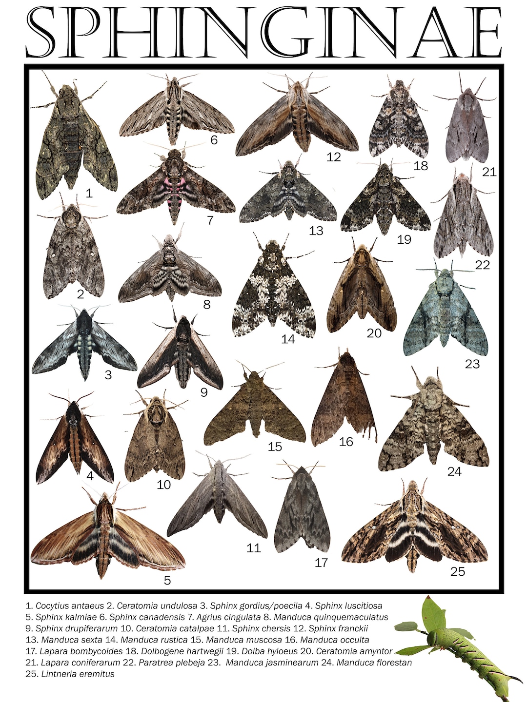 Full Set of Sphingidae Subfamily Posters 3 Total - Etsy