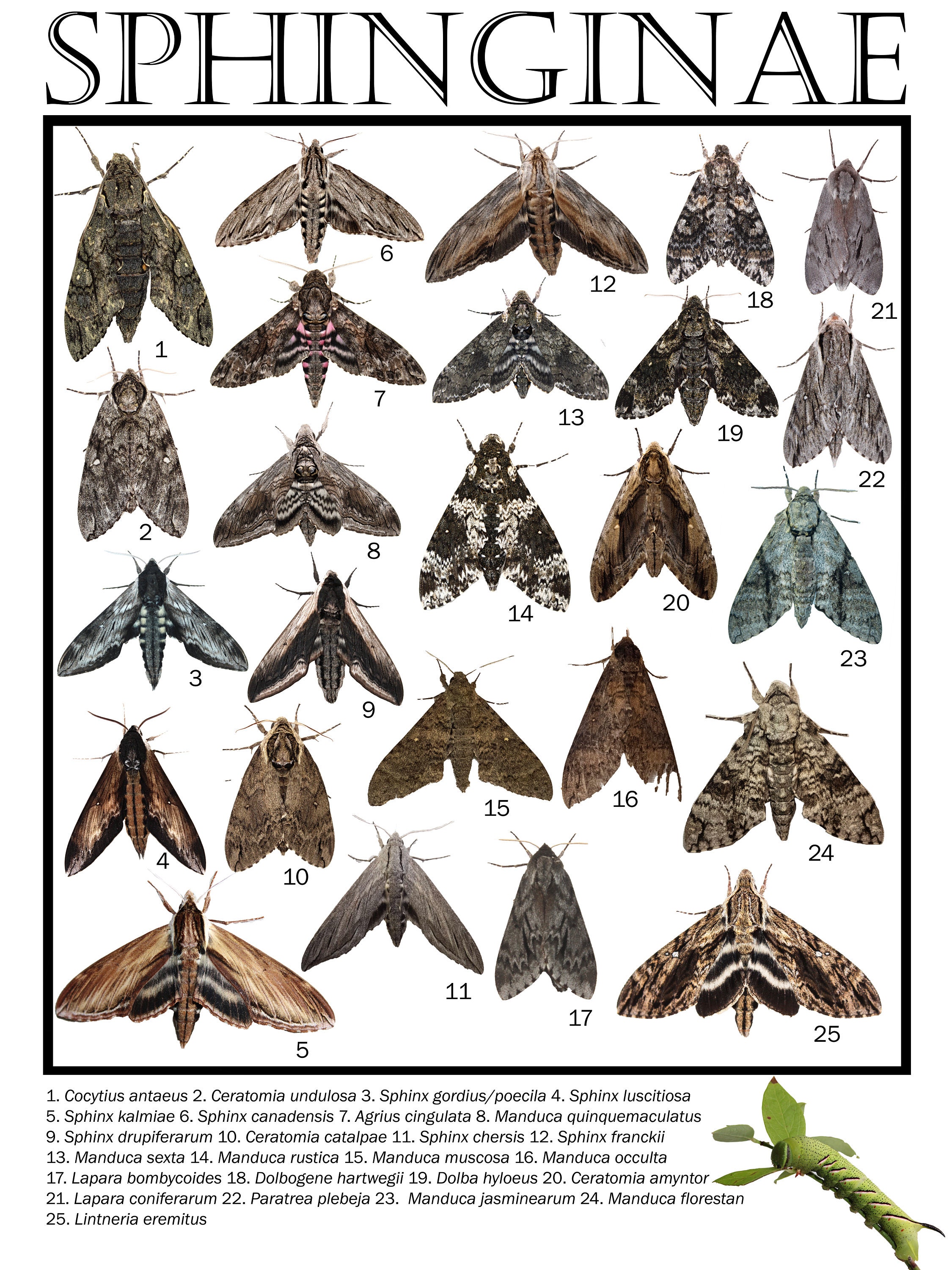 Full Set of Sphingidae Subfamily Posters 3 Total - Etsy
