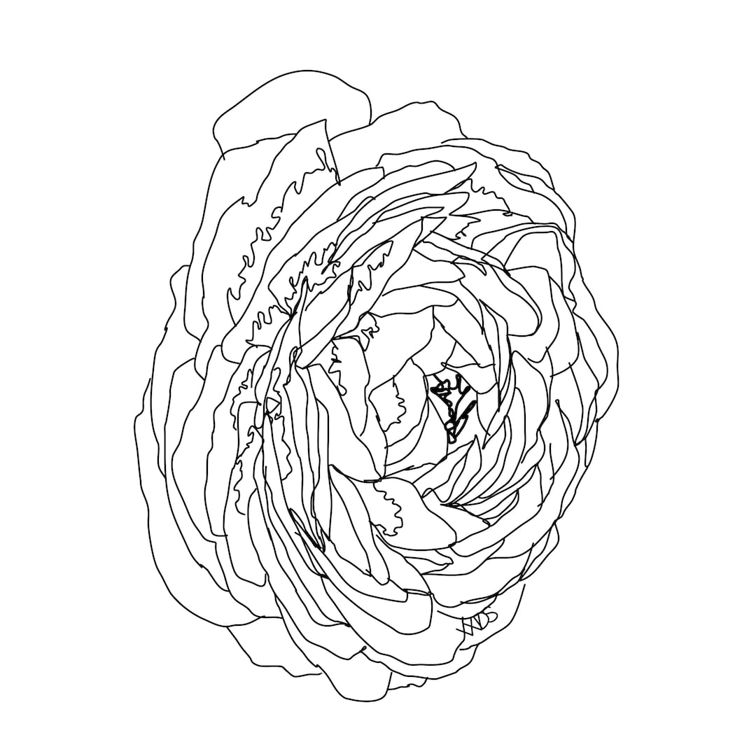 Ranunculus Large Art Print, Original Art, Botanical Wall Art ...