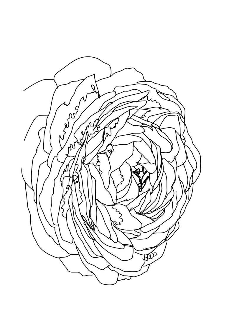 Ranunculus Large Art Print Original Art Botanical Wall Art - Etsy