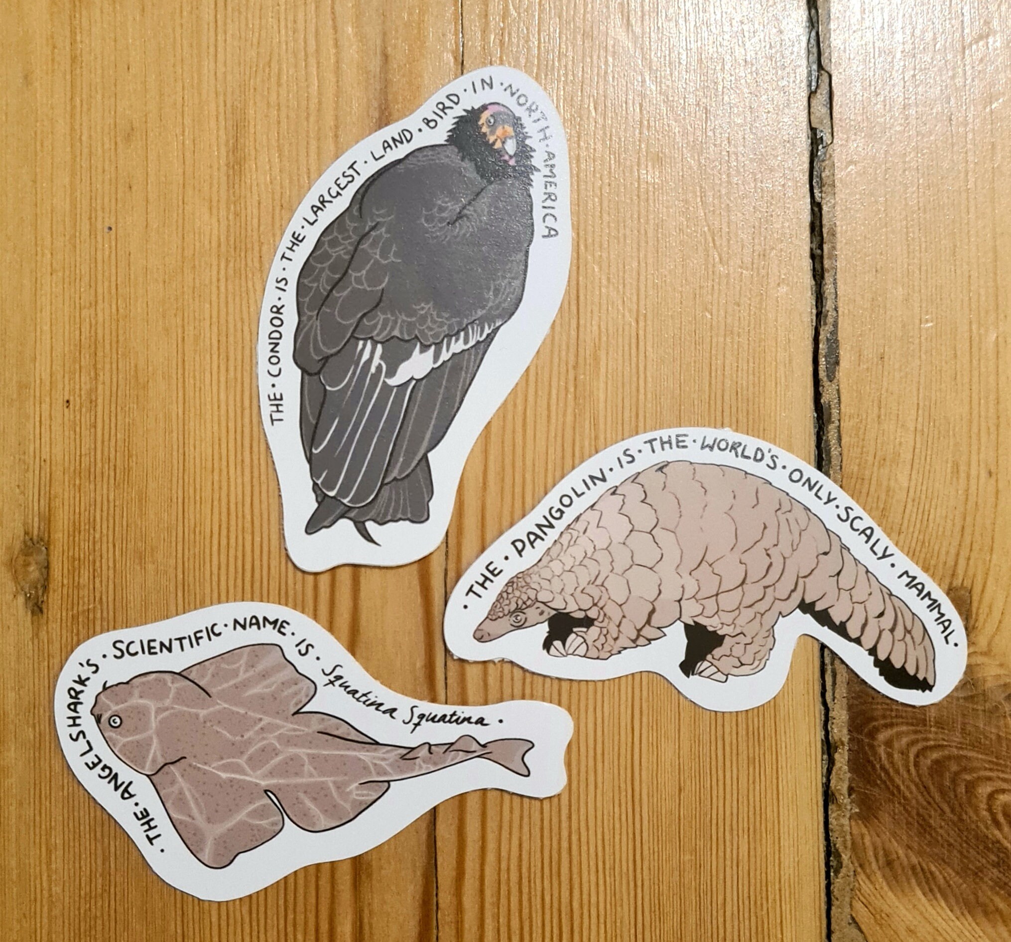 Pangolin Sticker - Etsy