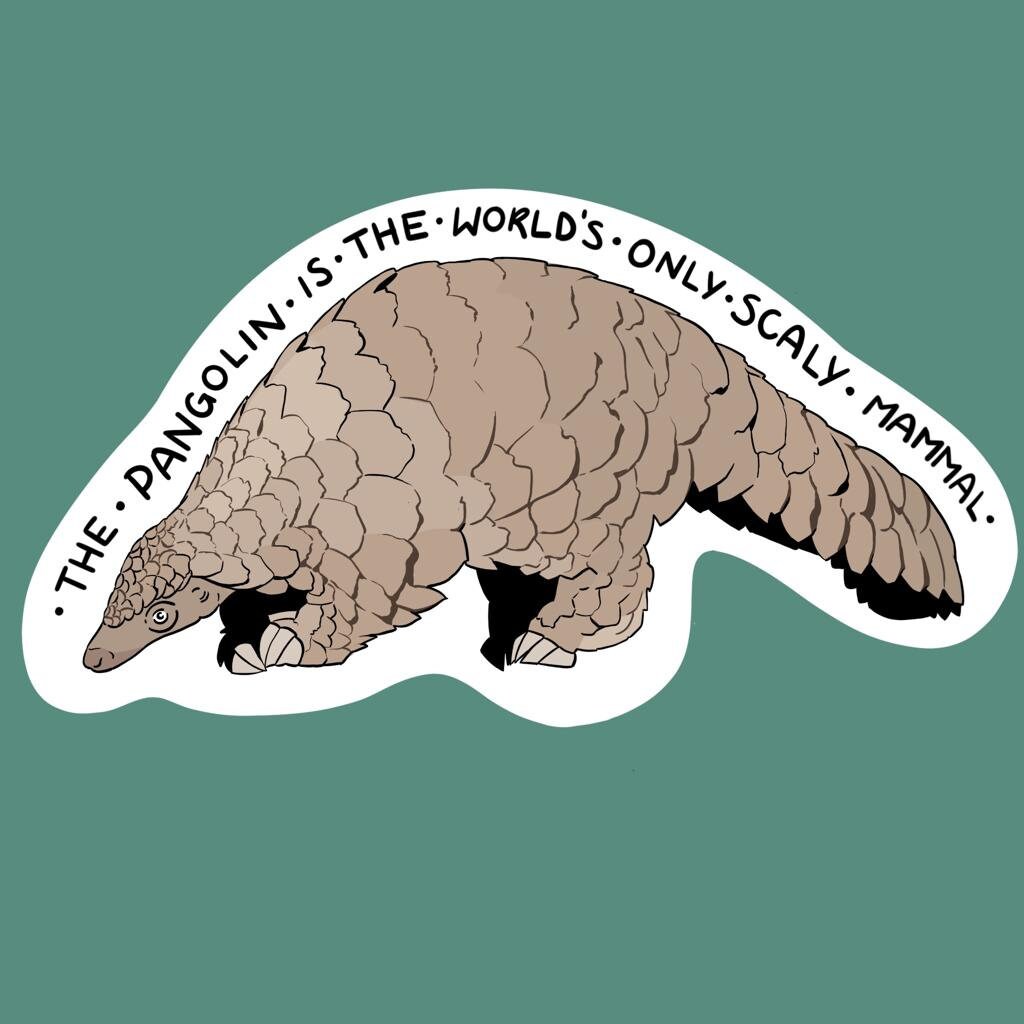 Pangolin Sticker - Etsy