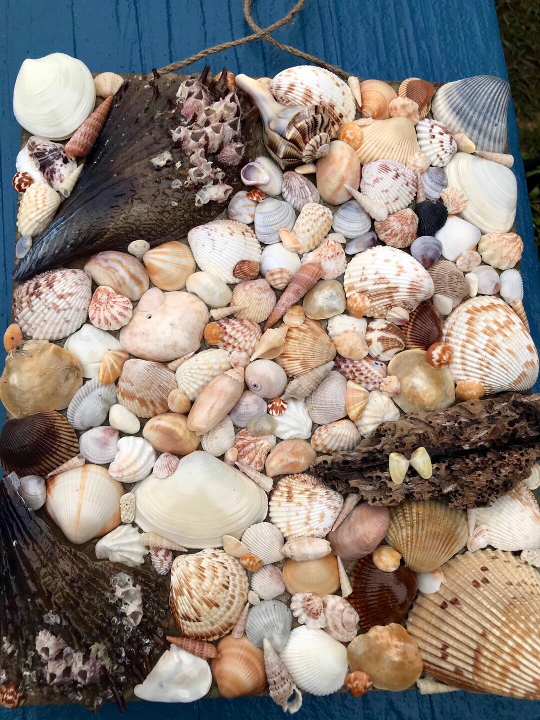 Seashell Collage-10x12 - Etsy